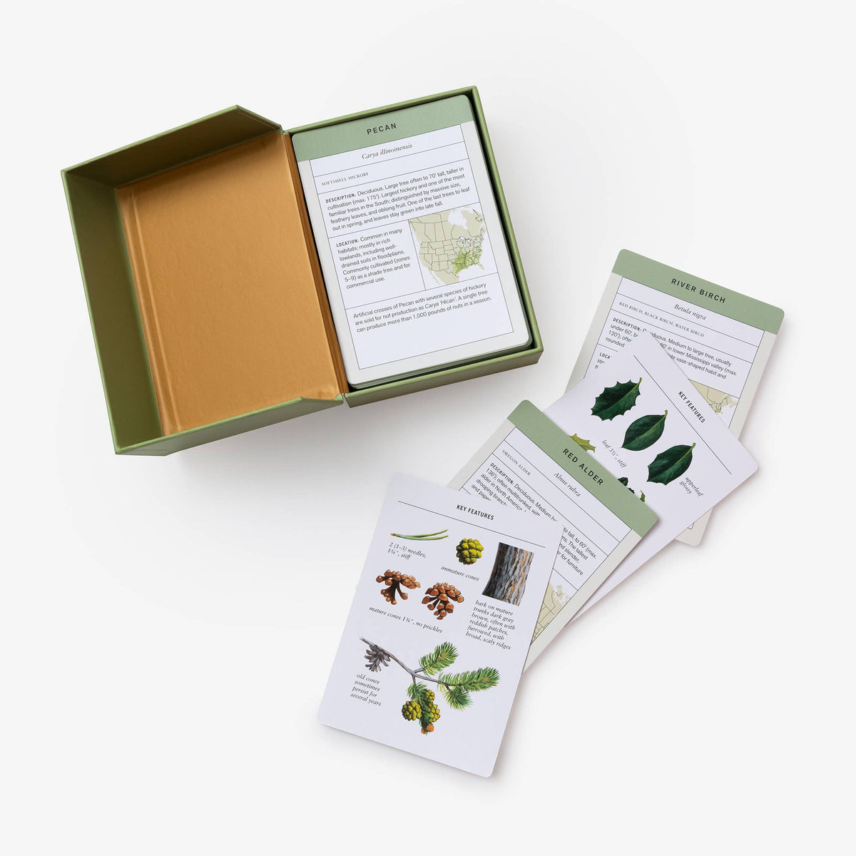 Sibley Tree Identification Flashcards (provides 8 meals) – Nourish Designs